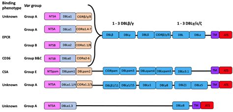 Summary Of The Var Gene Pfemp1 Protein Structure Var Chromosomal