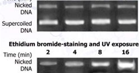 New Gene Cloning Tool Is A Safer More Sensitive Option