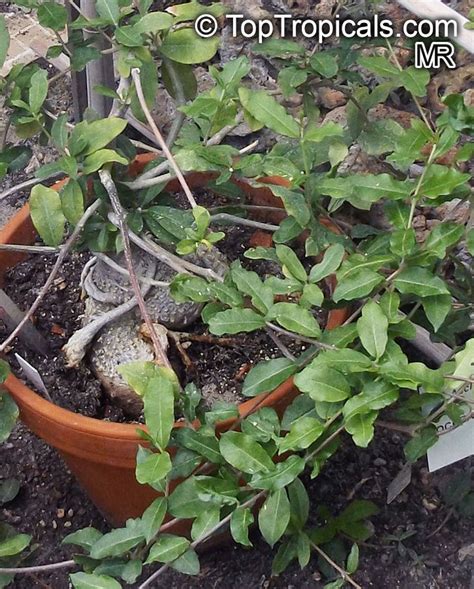 Fockea Edulis Fockea Top Tropicals Plant Encyclopedia