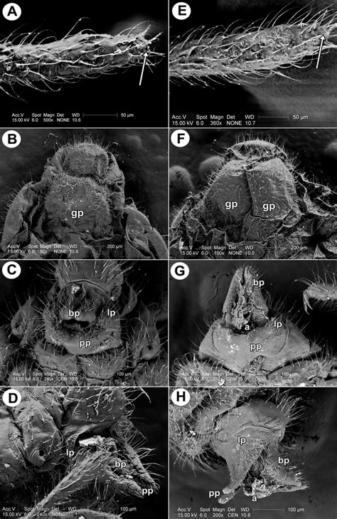 Morphological Features Of The Sexual Generation Distinguishing Download Scientific Diagram