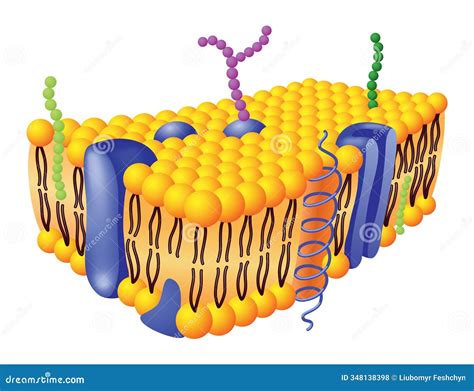 Cell Membrane Anatomical Structure With Glycoprotein Integral Protein Glycolipid And