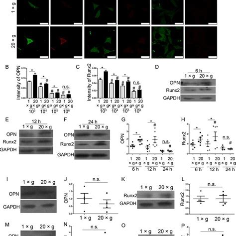 effects of hypergravity on opn and runx2 expression were inhibited by a