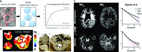 Dedicated Modeling For Tumor Microstructure A Electron Microscopy