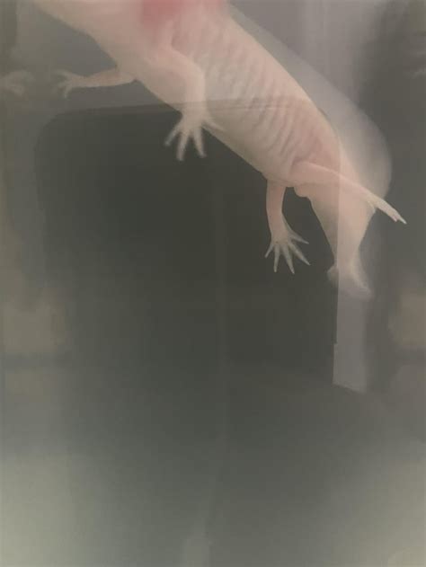 Axolotl Gender Raxolotls