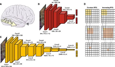 Figure 1 From Comparing Object Recognition In Humans And Deep