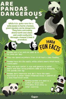 Are Pandas Dangerous The Hidden Side Behind Their Cuteness