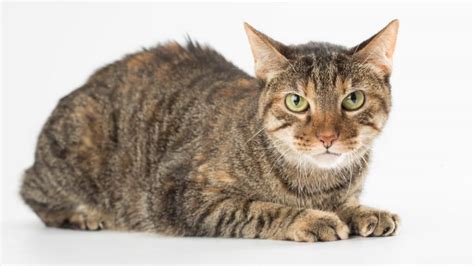 Domestic Cat Breed The Average Lifespan Of A Cat Breed By Breed Chart