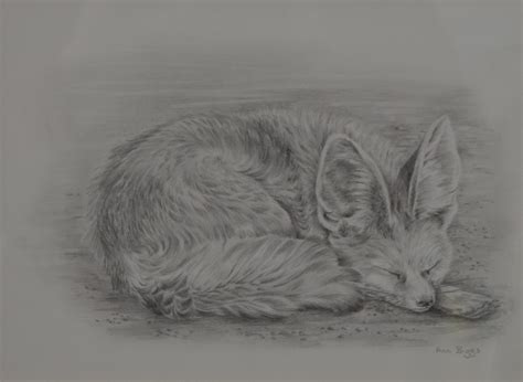 Sleeping Fox Drawing