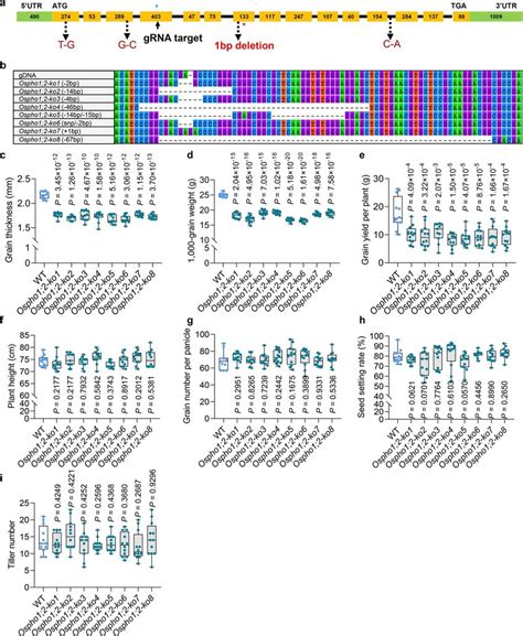 Mutant Sites And Agronomic Traits Of Crispr Cas9 Knockout Alleles A