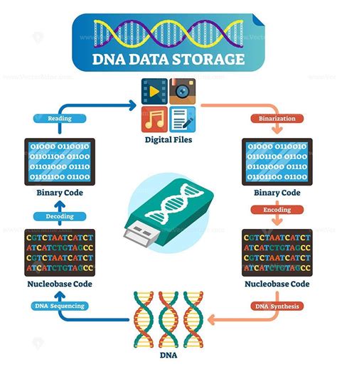 Dna Data Storage Infographic Vector Illustration Vectormine Dna