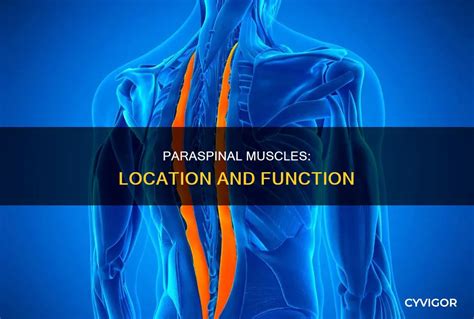 Paraspinal Muscles Location And Function Cyvigor