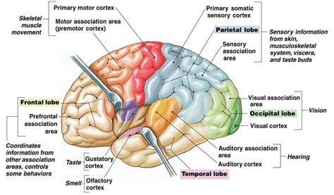 Associate Degree Nursing Physiology Review Cerebral Cortex Motor