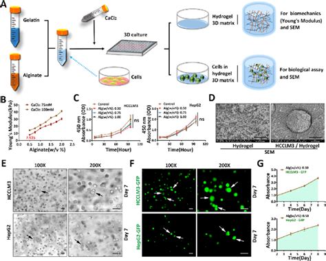 Synthesis And Characterization Of The Alginate Gelatin Hydrogels A