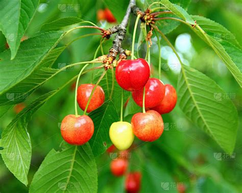 成熟的樱桃枝红绿相间