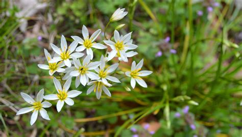 False Garlic Nothoscordum Bivalve