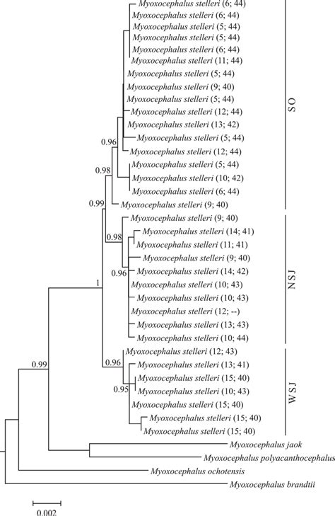 bayesian inference tree based on mtdna marker sequences the numerals