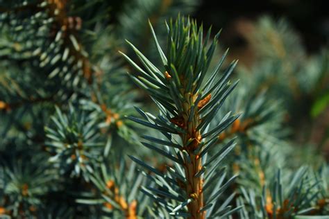 Branch Conifer Fir Trees