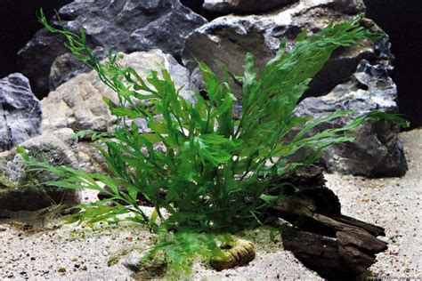 Папоротник Конголезский (Болбитис Геделоти): содержание, размножение ...