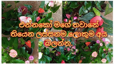 ඔයාටත් ඔනිනම් මේ ලොකුම ලොකු ප්ලාන්ට් ඉවර වෙන්න කලින් වෙන් කර ගන්න 0752878676 Youtube
