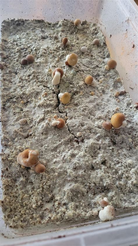 Weird Mutation R Unclebens