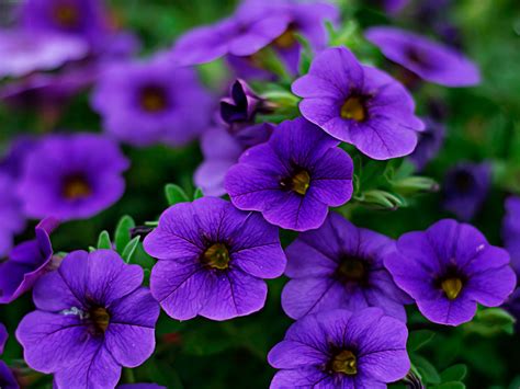 Petunia Cuidados Y Mantenimiento Casa And Jardín Hogar Tendencias