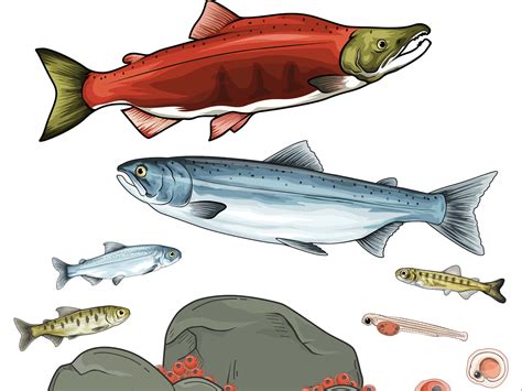 Sockeye Salmon Life Cycle