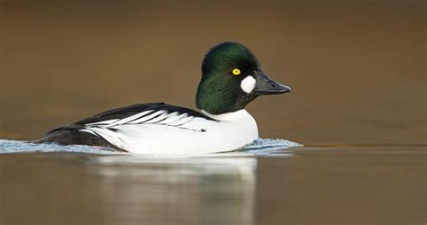 Common Goldeneye Range Map All About Birds Cornell Lab Of Ornithology