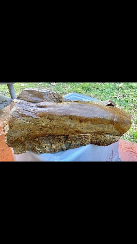 Possible Root Fossil In Rock Rfossilid