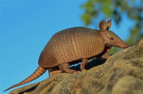 Habitat Do Tatu Onde Eles Vivem Mundo Ecologia