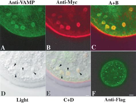 Colocalization Of Myc Mzp2 And Vamp In Growing Mouse Oocytes Oocytes Download Scientific