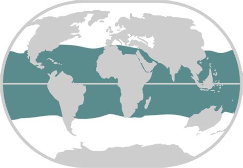 Megalodon Save Our Seas Foundation