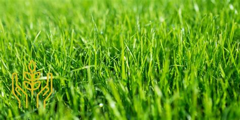 Transform Your Lawn With Camelots Organic Lawn Care Program