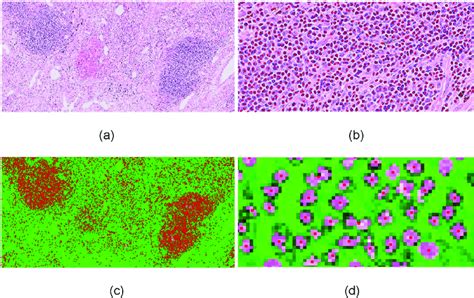 Lymphocyte Segmentation A Input 10x Hande Stained Image B