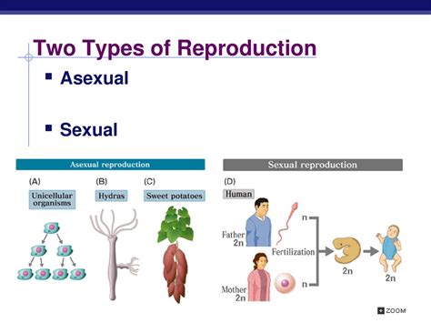 Mitosis Why Divide Reproduction Growth Repair Ppt Download