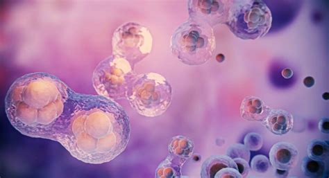 Tipos De Células Madre Y Su Aplicación