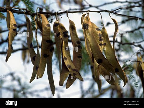 Japenese Honey Locust Pods Gleditsia Japonica Fabaceae Leguminosae