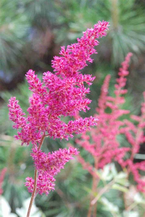 How To Grow Climbing Hydrangea Hydrangea Love