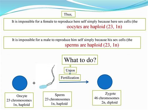 The University Of Jordan Ppt Download
