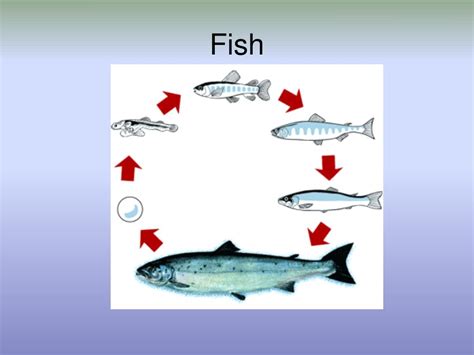 Ppt Metamorphosis And Life Cycles Powerpoint Presentation Free