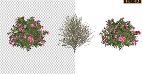 Azalea Flower Growing Animation With Wind Elements Ft 3d And Animated Envato Elements