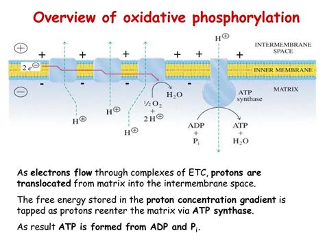 PPT - A PROTON GRADIENT POWERS THE SYNTHESIS OF ATP PowerPoint Presentation - ID:3640125