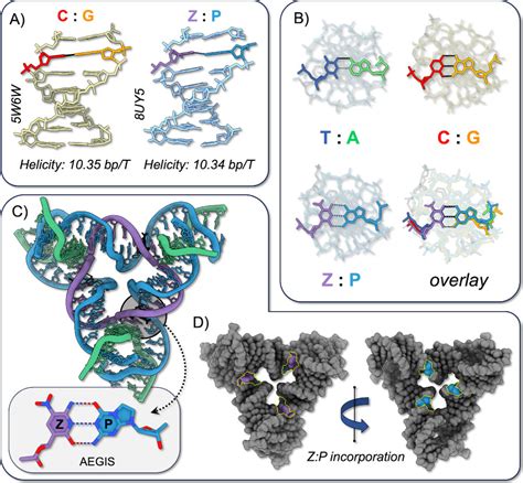 Six Letter Dna Nanotechnology Incorporation Of Z P Base Pairs Into Self Assembling 3d Crystals
