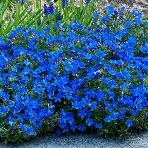 Lithodora Diffusa Grace Ward Heavenly Blue