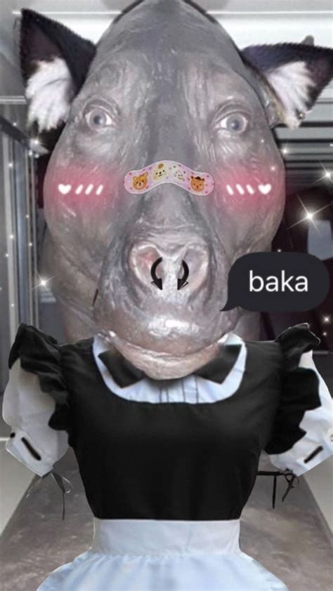 Cursed Pictures Wallpaper Cursed Funny Wallpaper Skibidi Pork Funni