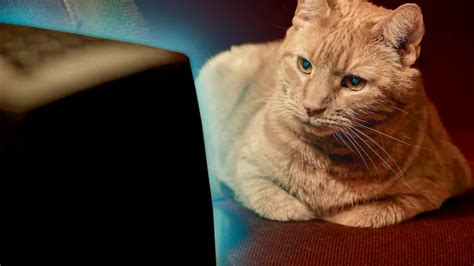 raspberry pi cat tv