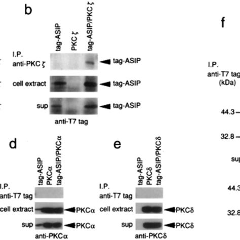 Asip Expression And Association With Apkc In Nih3t3 And Mdckii Cells Download Scientific