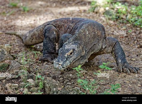 A Komodo Dragon Walks On The Ground Captured In A Full Body Shot On Komodo Island In 2012 A