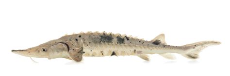 Juvenile Lake Sturgeon