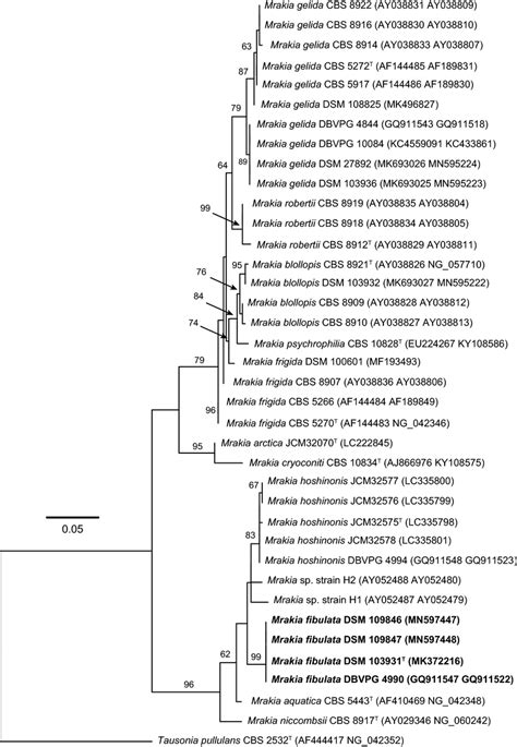 maximum likelihood analysis of concatenated sequences of the internal