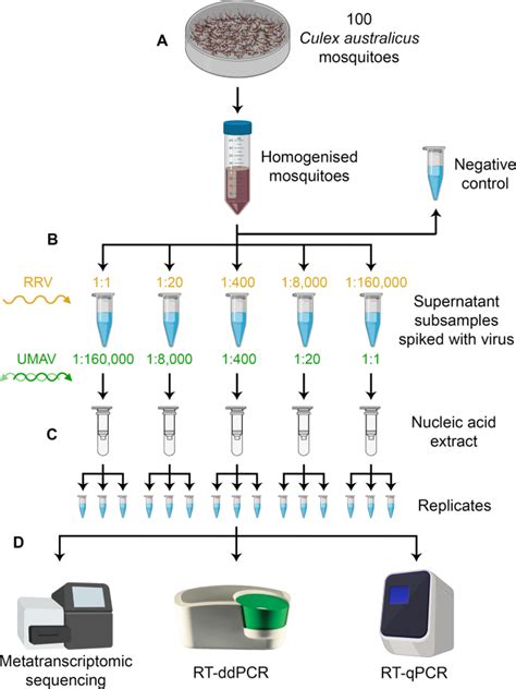 Sensitivity And Specificity Of Metatranscriptomics As An Arbovirus Surveillance Tool